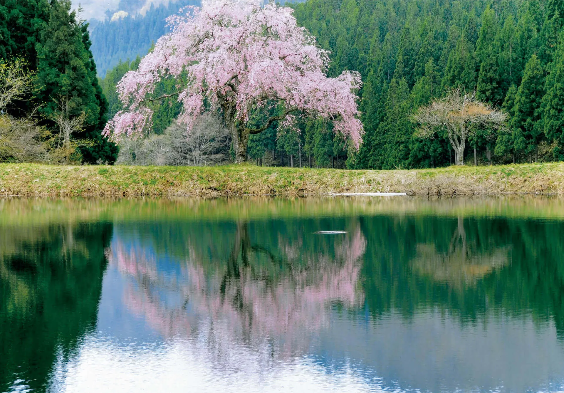 One cherry tree in Taya | [Official] Tourism information site of Mogami ...