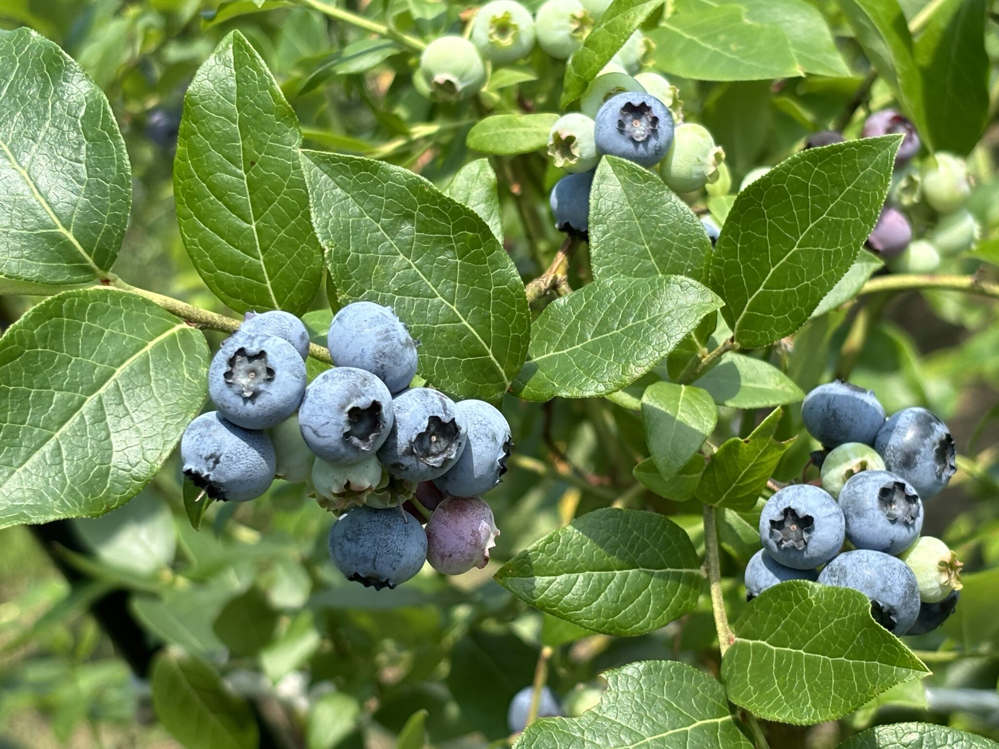 やまがたフルーツ150周年！ | 【公式】最上地域の観光情報サイト - AMAZINGMOGAMI